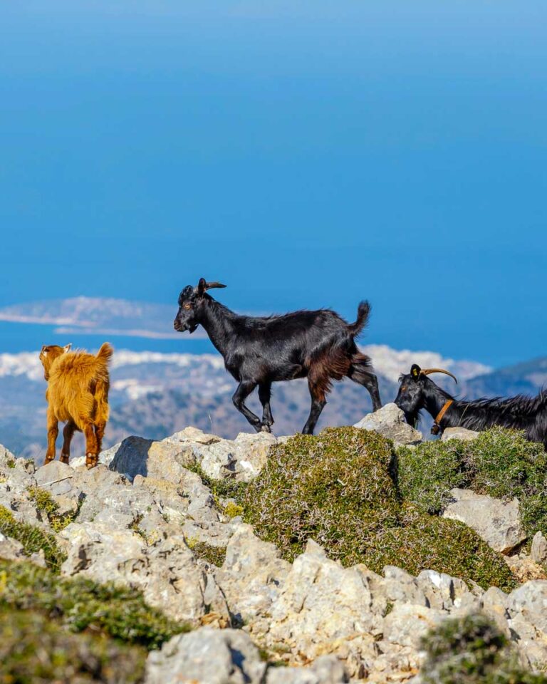 The Best Greek Islands to Add to Your Island-Hopping Itinerary - The ...